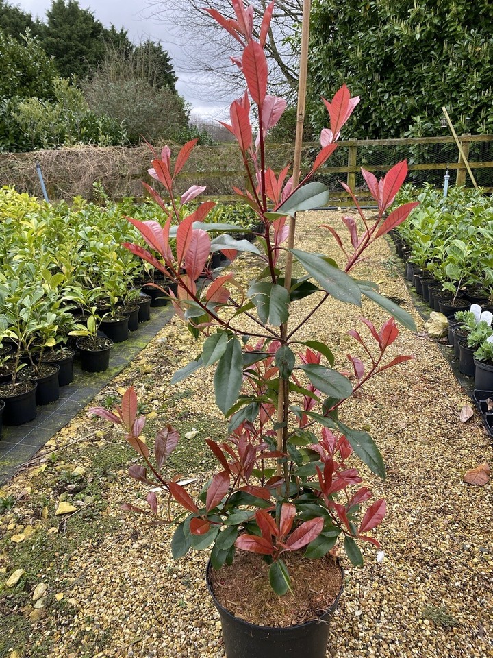 PHOTINIA RED ROBIN BUSH PLANT 5 LT POT 2.5-3 FOOT WHITE FLOWERS HEDGING ...