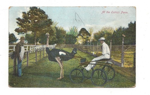 2 Postcards Ostrich pulling buggy and man riding bare back. 1908 1910 ...