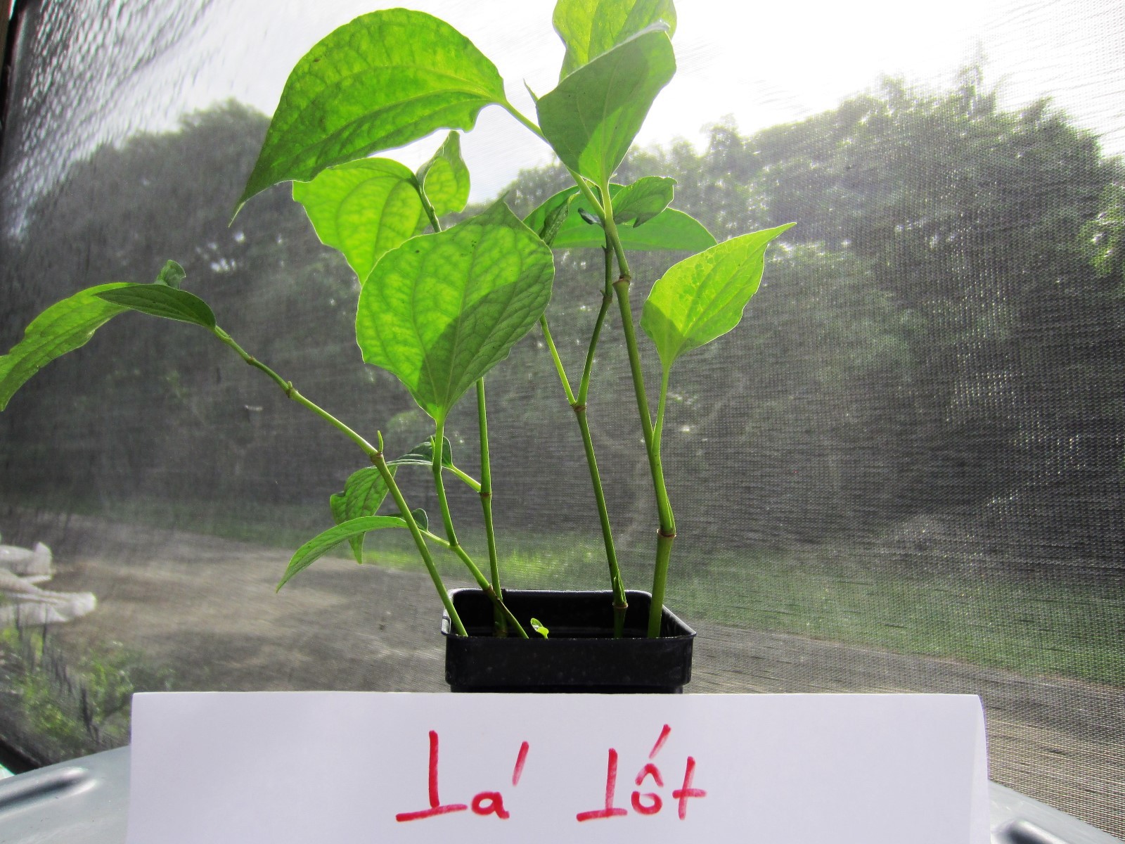 1 Large Plant with 4 to 5 Stems 16" Vietnamese Lalot Piper Lolot ...