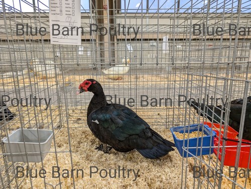 6 Muscovy Duck Blue Black Silver Chocolate White Hatching Eggs Show ...
