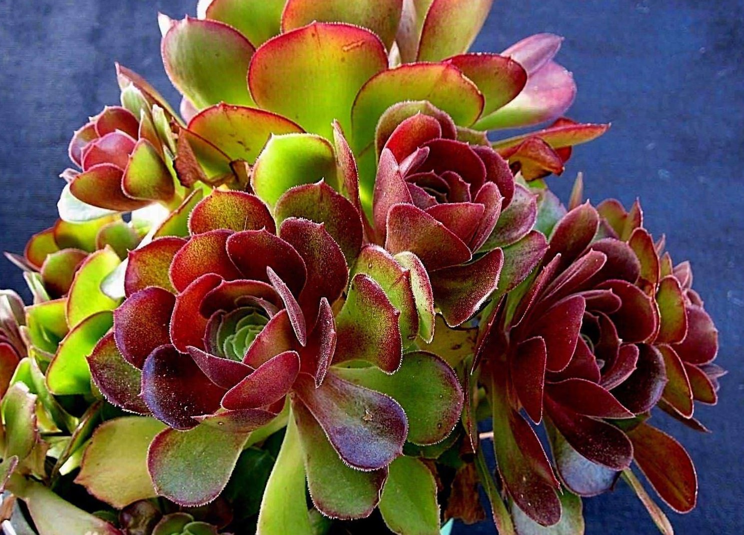 RARE Aeonium DURANGO Succulent 2 cuttings | eBay