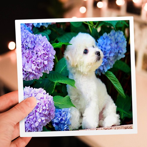 3dRose, Adorable Bichon Frise Puppy Among Hydrangeas, Greeting Card | eBay