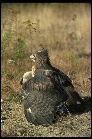 070016 Red Tailed Hawk Cloaking Prey A4 Photo Print | eBay