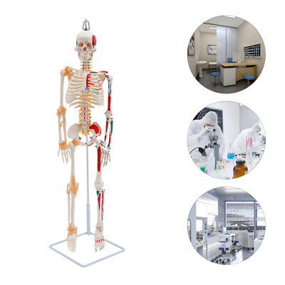 34" Movable Human Skeleton Model W/ Spinal Nerves+stand Medical ...