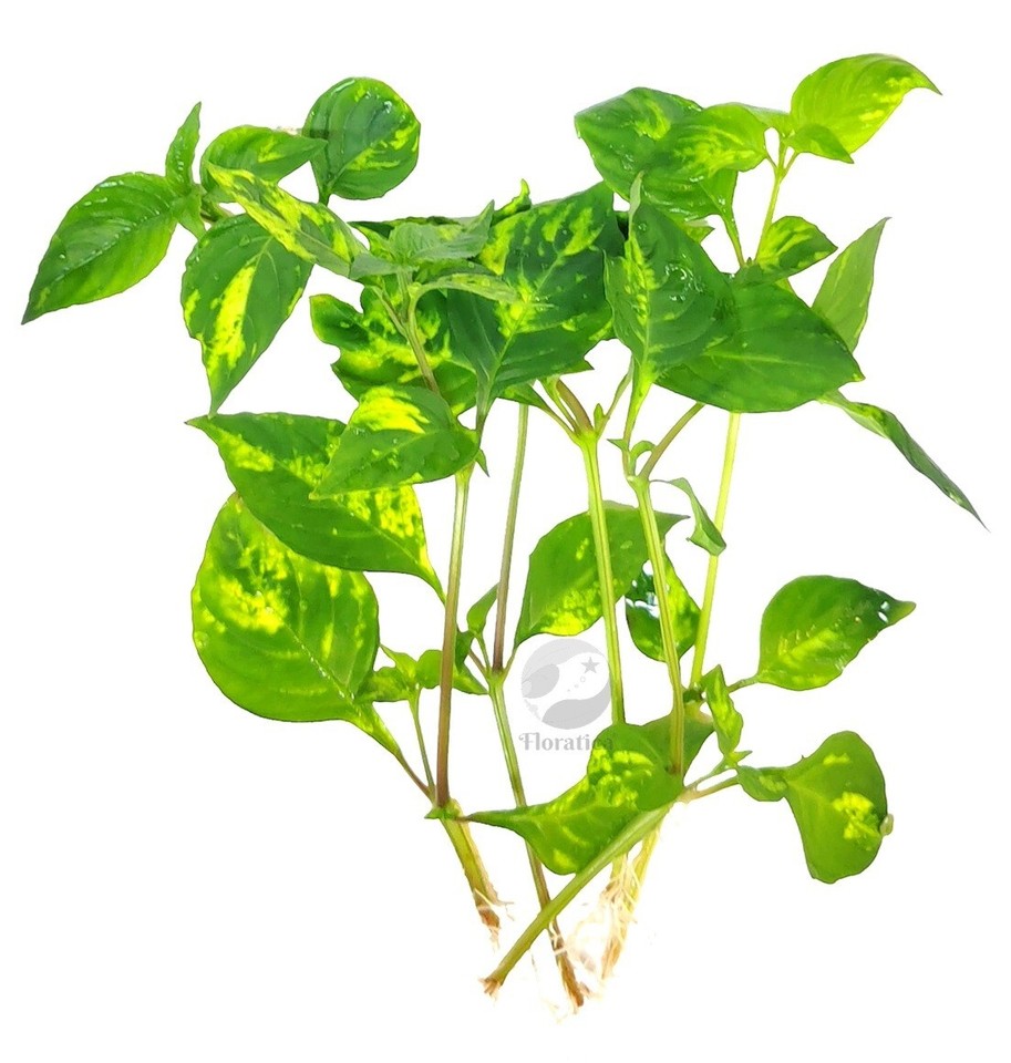 Floratica ¦ Hygrophila C. Variegatus (5x) Live Aquarium Plant Tropical ...