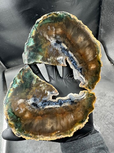 Woodworthia Petrified Wood Chromium Zimbabwe slab set gorgeous pattern ...