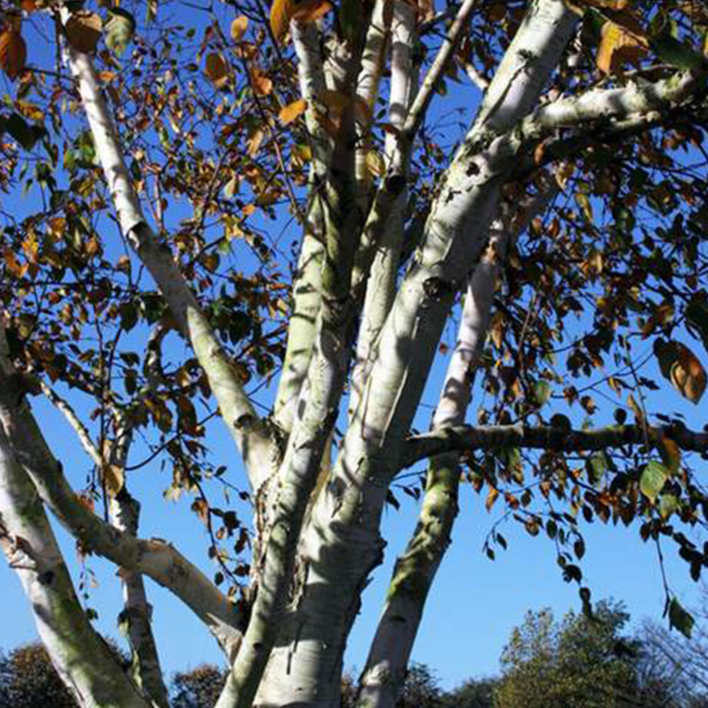 Betula utilis ‘Snow Queen’ | Snow Queen Birch | Ornamental Garden Tree ...