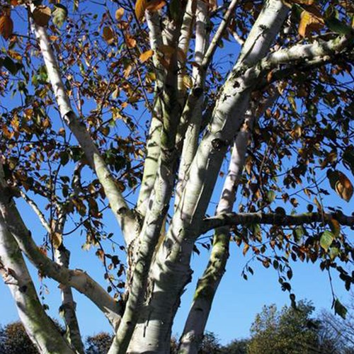 Betula utilis ‘Snow Queen’ | Snow Queen Birch | Ornamental Garden Tree ...