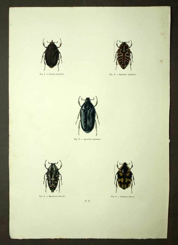 Insect Entomology Beetle Scarab Agestarta Cotinis Clinteria Engraving ...