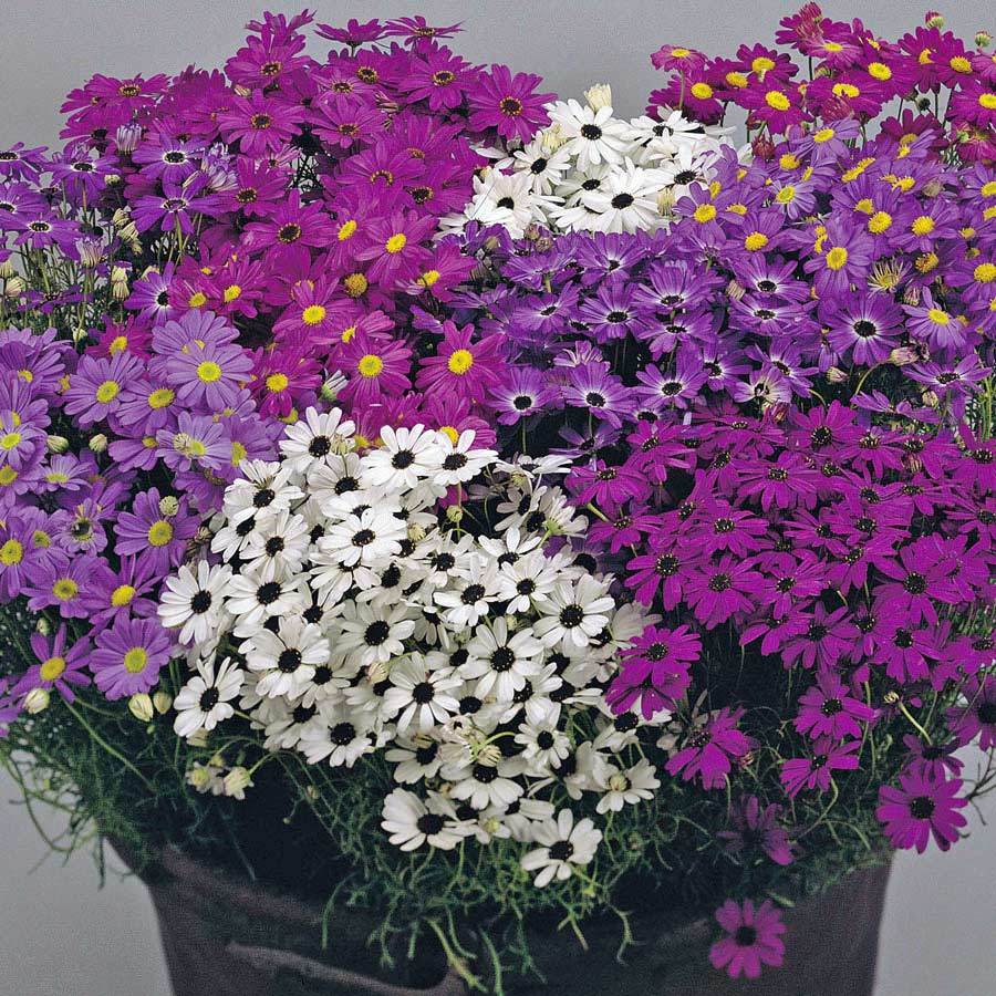 100 SWAN RIVER DAISY- MIXED SPLENDOUR SEEDS(Brachycome); Colourful ...