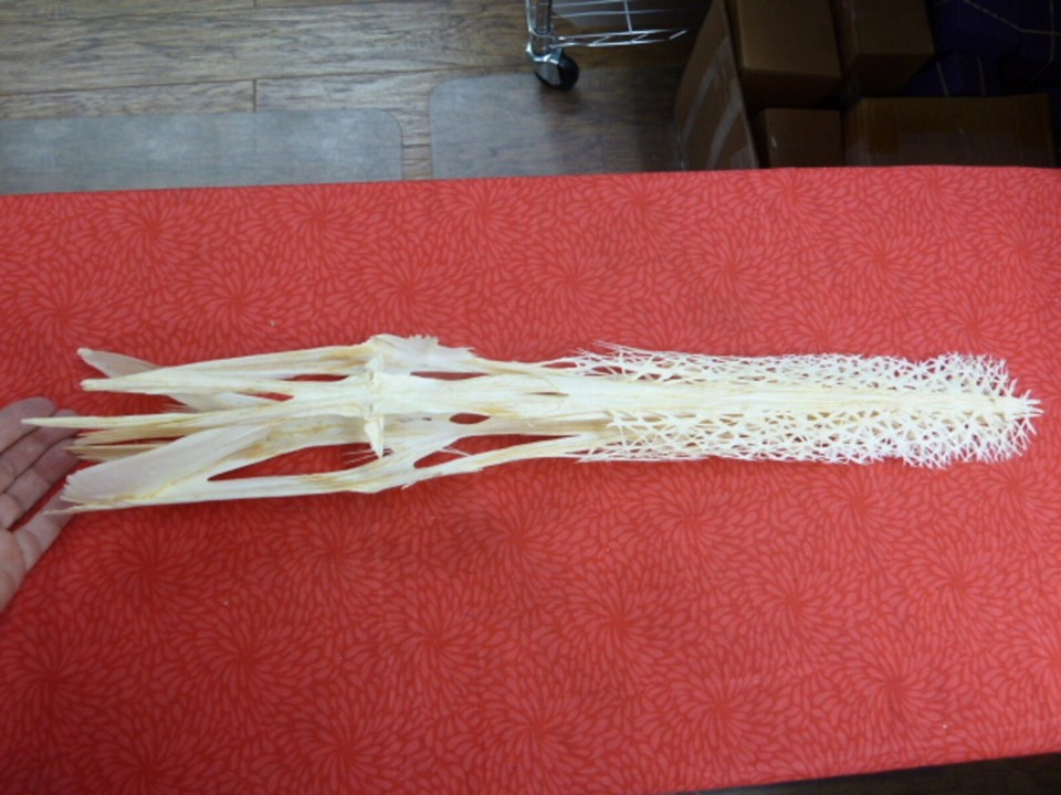 W3-k) 23" Paddlefish skeleton head bill Polyodon spathula spoonbill ...