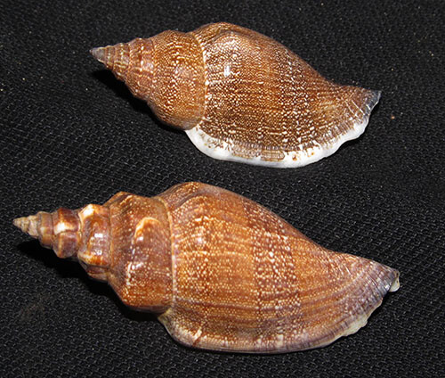 48,58 mm 2 Pcs BROWN PATTERN Strombus Labiatus Conch Seashell Phuket ...
