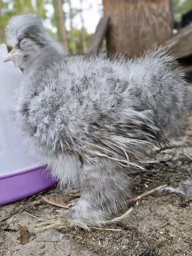 Silkie Hatching Eggs Satin/Showgirl/Frizzle NPIP & AI Clean | eBay
