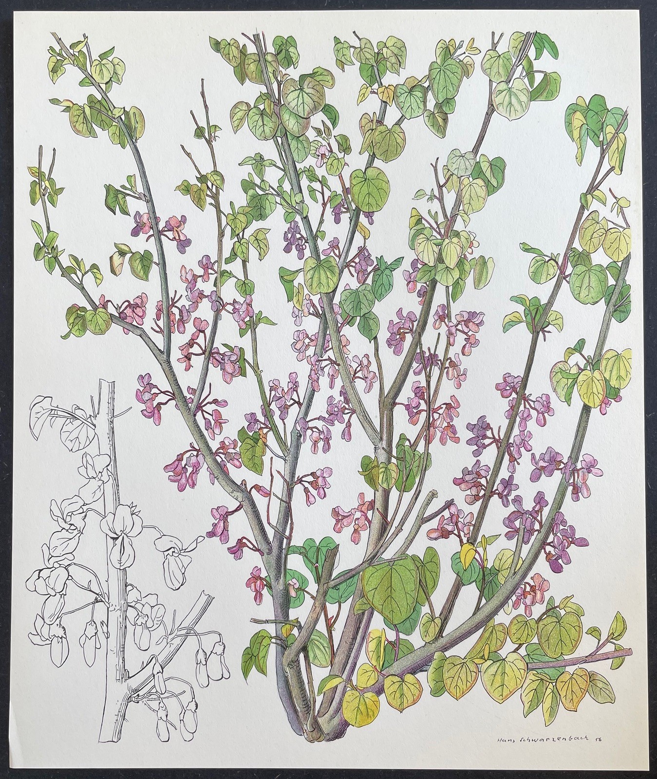 Botanique Arbre de Judée par Hans Schwazenbach Planche couleur de 1959 ...