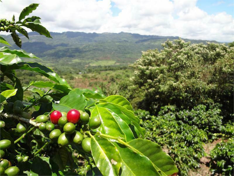 RWANDA COFFEE BEANS MEDIUM ROASTED 2 POUNDS IN 1 POUND BAGS | eBay