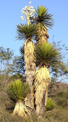 Giant Spanish Dagger Yucca carnerosana @ seed succulent rare aloe agave ...