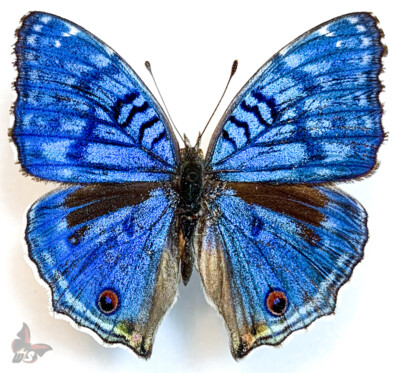 Precis radama, UNMOUNTED butterfy | eBay