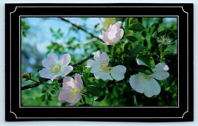 POSTCARD Sweetbriar Rose Rosa Eglanteria Massachusetts Berkshire Wild ...