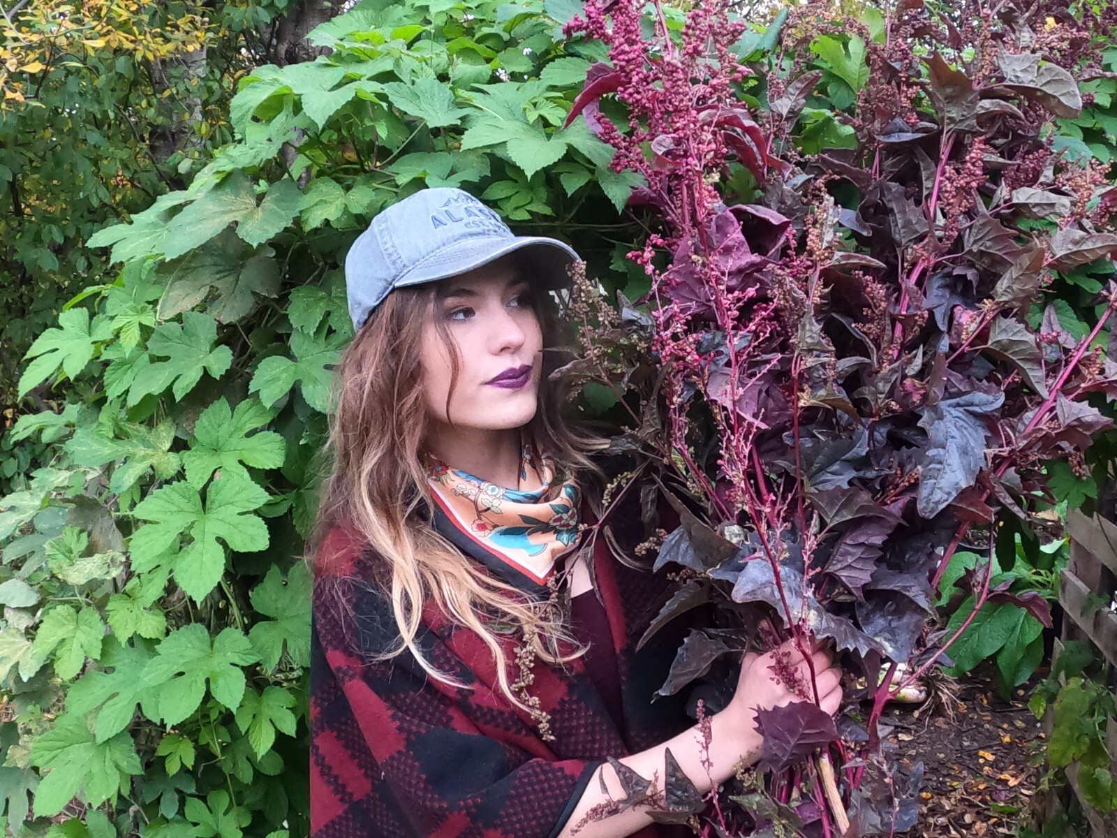 25 Orach Purple spinach/Atriplex hortensis seed. Alaska Grown! | eBay