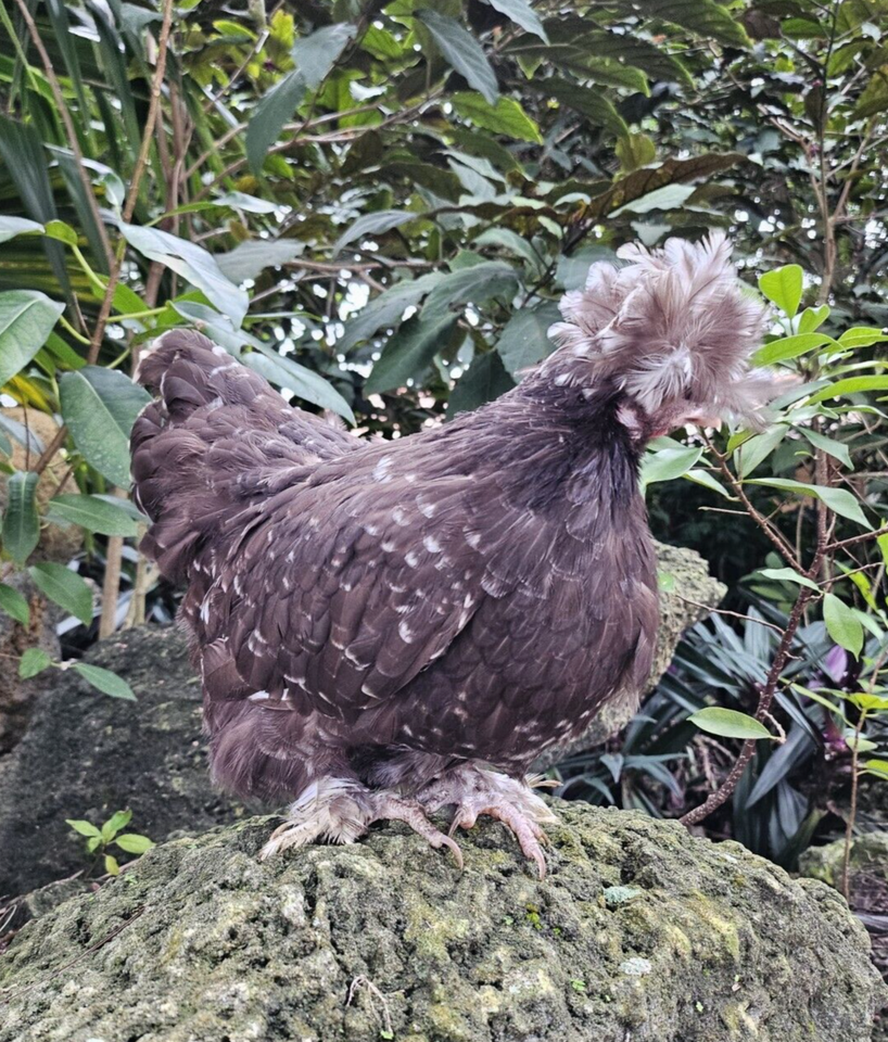 (6) Chocolate Mottled Silkie Hatching Eggs, Frizzles & Showgirls ...