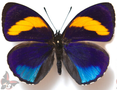 Callicore pastazza, UNMOUNTED butterfly | eBay