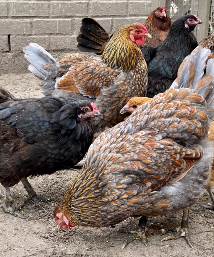 12 BYM Chicken Hatching Eggs Ameraucana Orpington Wyandotte Maran ...