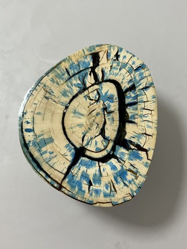 Ice Age Exquisite Tooth Fossil Slices - Specimen | eBay