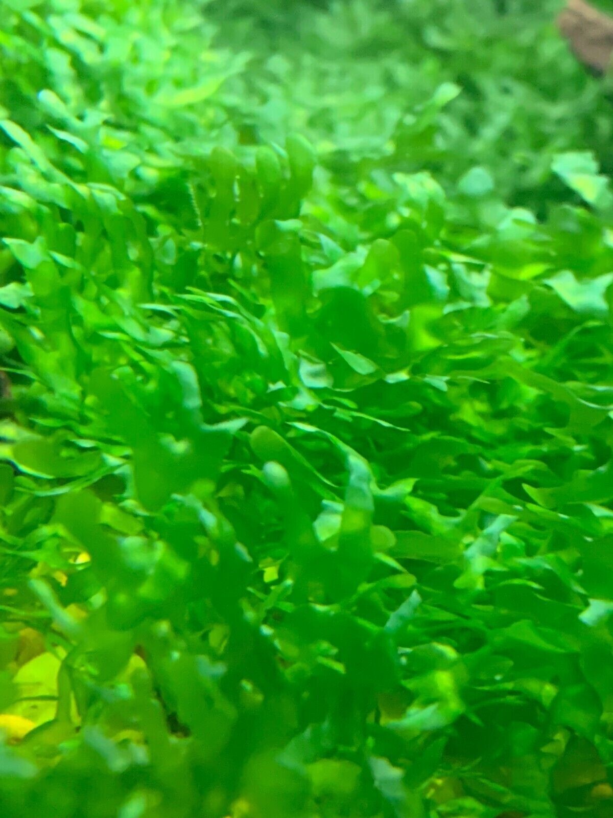 Live Aquarium Plants - Round Pellia Moss (Monoselenium Tenerum) 20oz ...