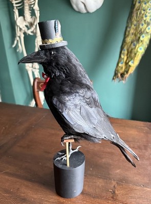 🎃 Taxidermy DAPPER Crow not raven gothic skull curiosity Art Tattoo ...