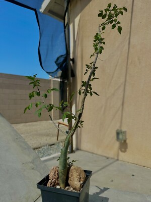 Bursera fagaroides | eBay