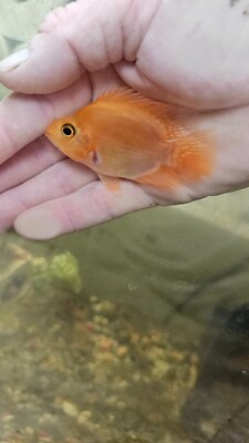 Midas Cichlid x King Kong Red Blood Parrot hybrid live fish. Red Devil ...