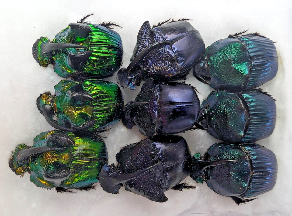 Phanaeus demon, quadridens, pillatei males set x3 | Mexico | as ...