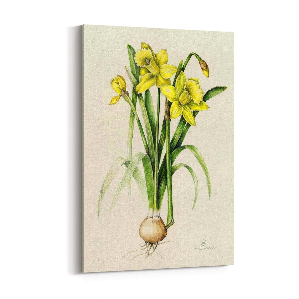 Botanical Daffodil Drawing