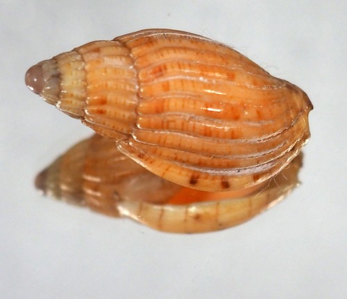 voluta Lyria (Indolyria) brianoi hard to get | eBay