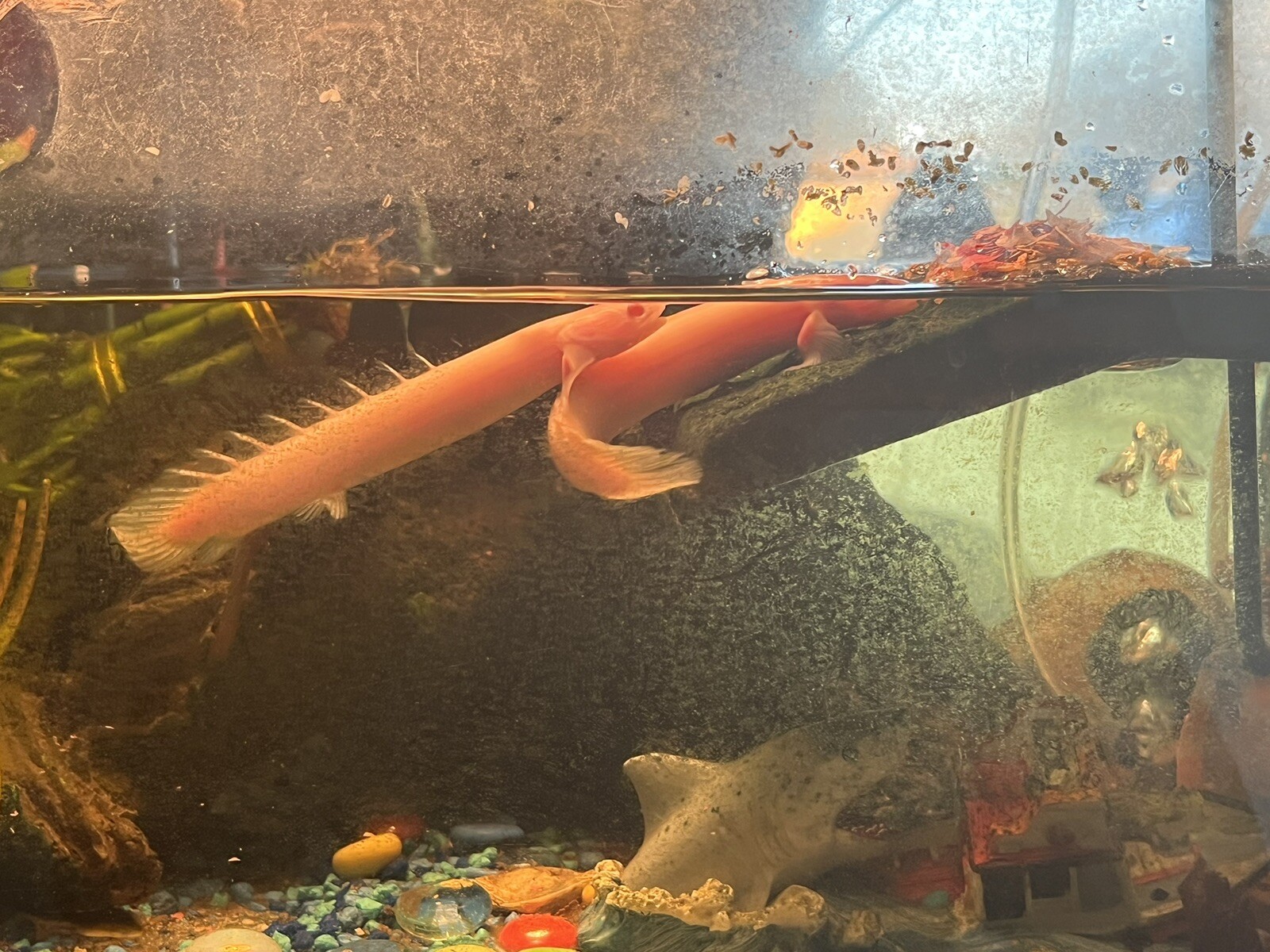 live fish eel | eBay