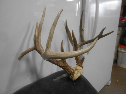 6x6 FLYER WHITETAIL DEER RACK Antlers mule mount taxidermy elk cape ...