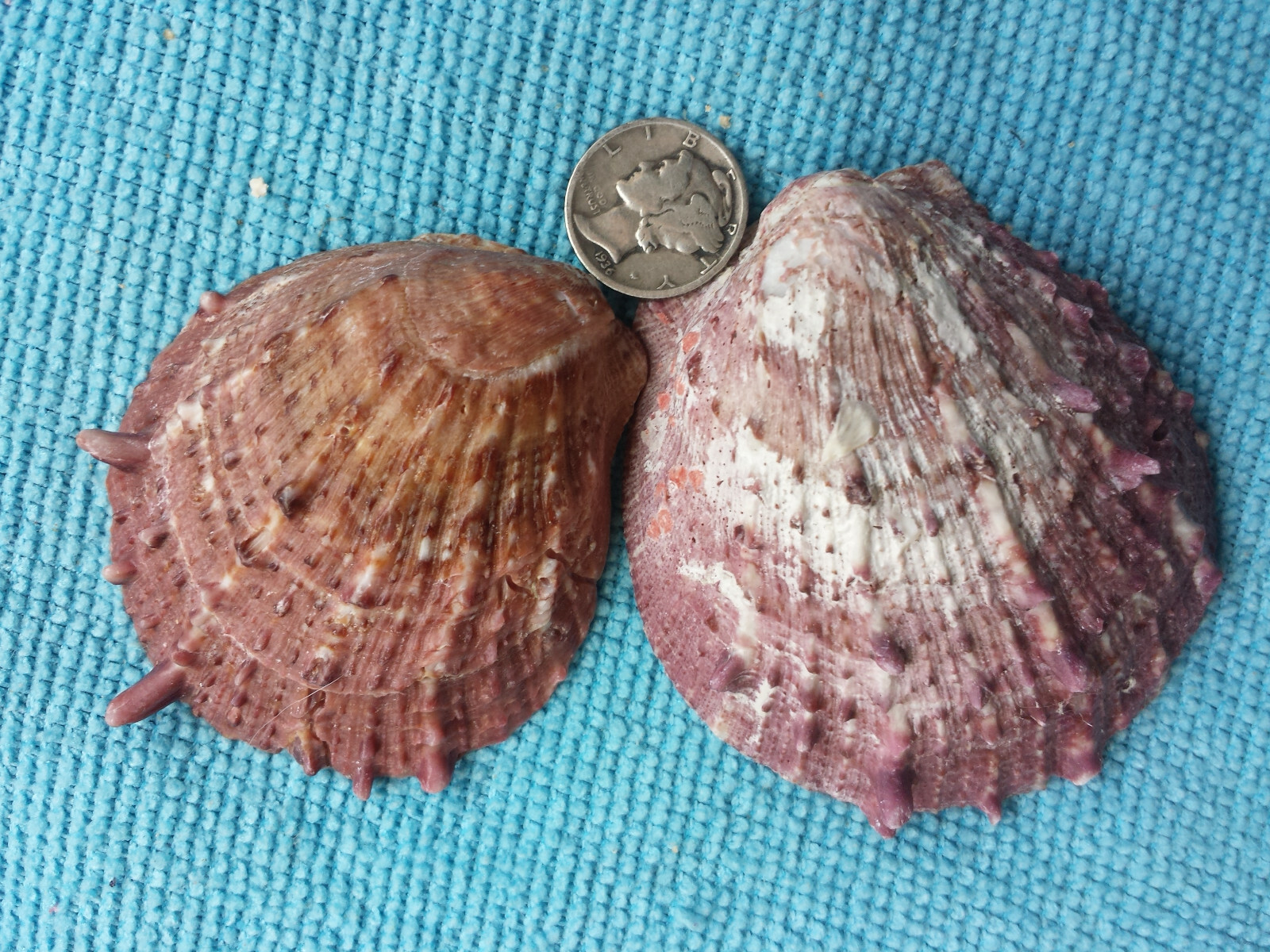 Spiny Oyster Purple Shells Approx. 2 1/2 "x 2" Purple Spiny Shells | eBay