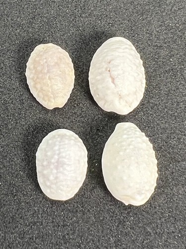 4 Cypraea Granulata Hawaiian Seashell Granulated Cowrie Bumpy | eBay