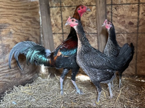 18+ Large Fowl LF Modern Game Hatching Eggs Chicken Brass Back BB Red ...