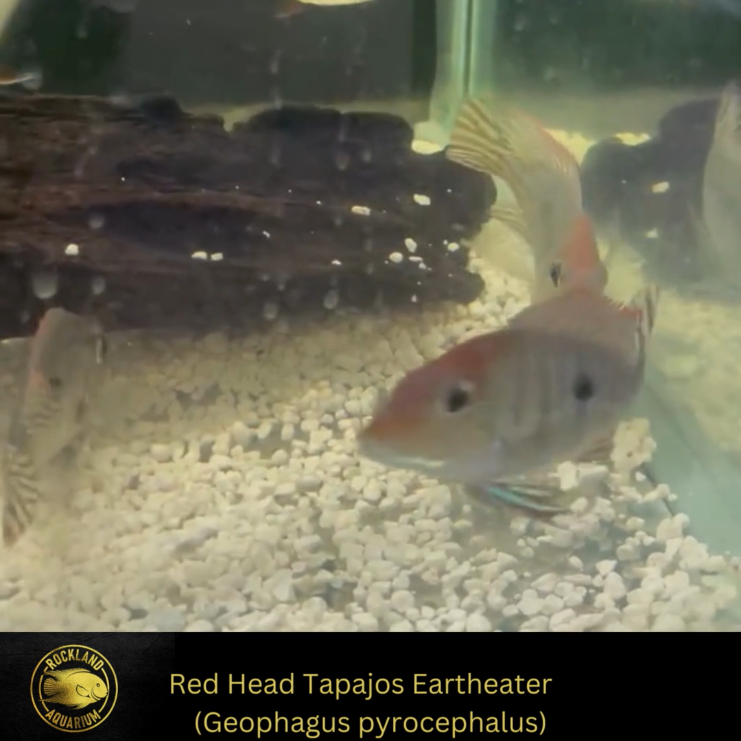 Red Head Tapajos Eartheater - Geophagus sp. - Live Fish (3.5"- 4") | eBay