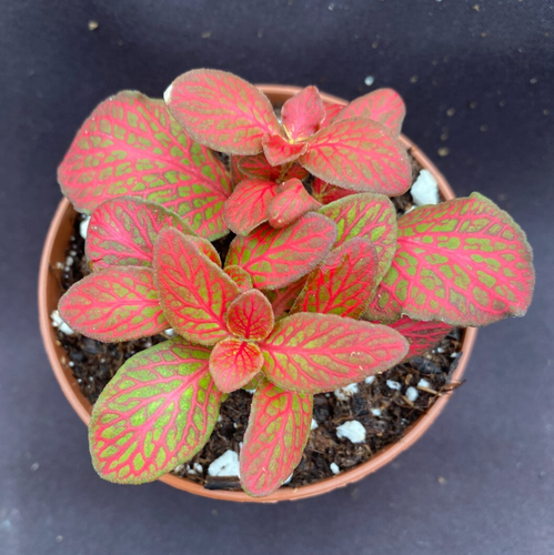 Fittonia Red Flame, Low Growing, Colorful, Rooted Plant Shipped in 3 ...