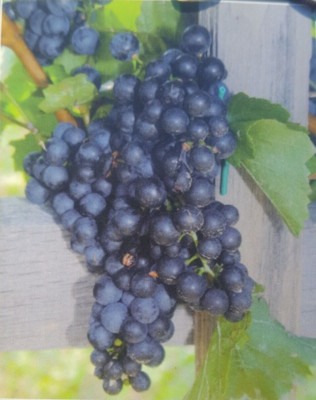 MARS Seedless Grape 1 Gal Healthy Vine Plant Home Vineyards LOOK FREE ...