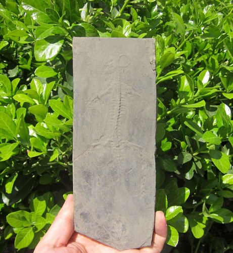 Triassic Sauropterygia Amphibian Sea Dinosaur Reptilia Baby ...
