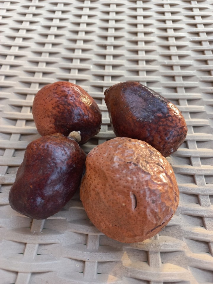 Whole Egyptian Doum Organic Dried Fruit Healthy Food حبات نبات الدوم ...