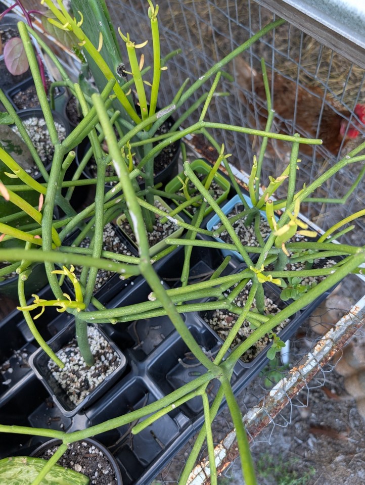 Pencil Cactus Live Plant Euphorbia Tirucalli Fire Sticks Succulent ...