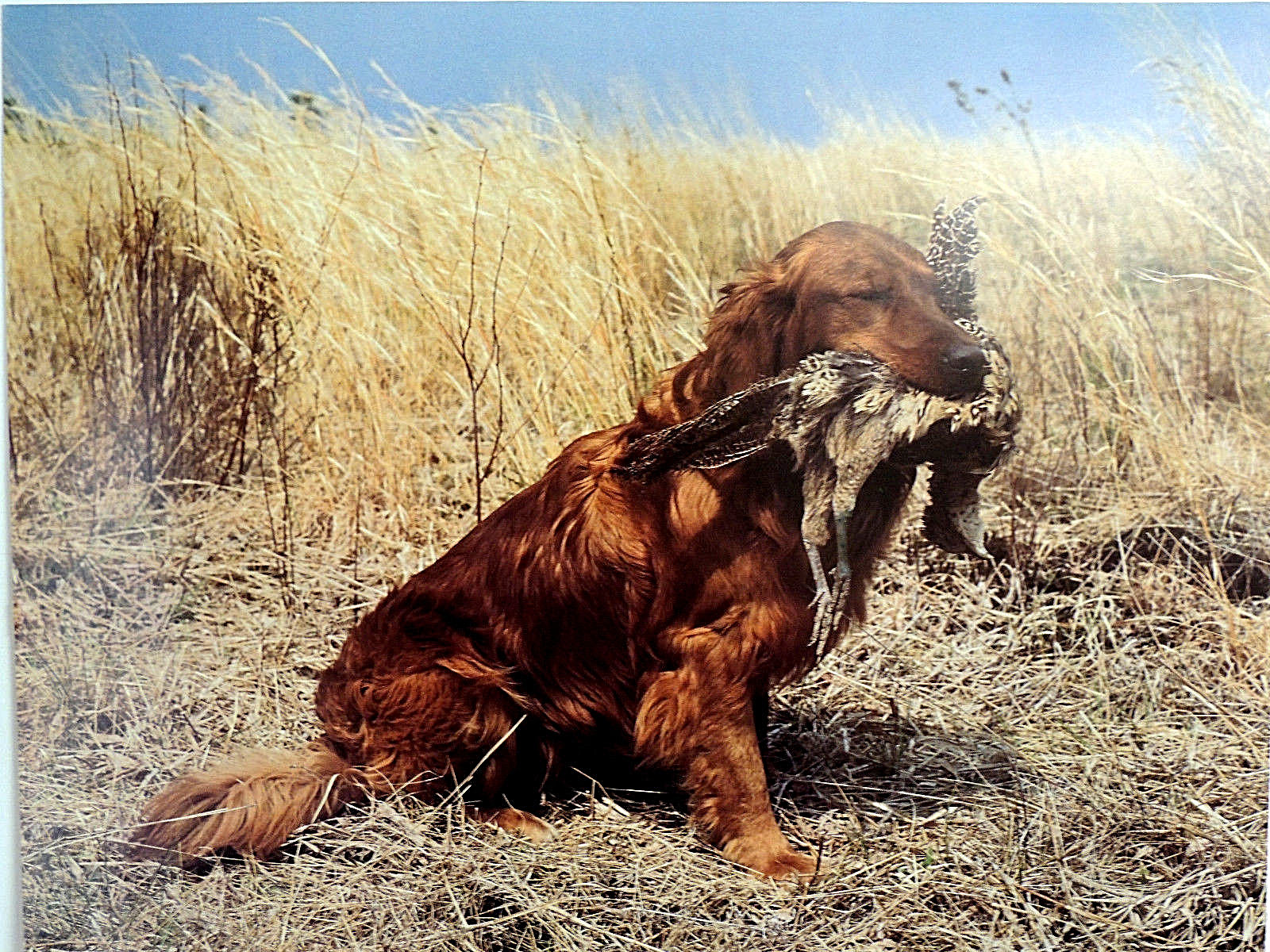 RETRIEVER DOG PICTURE BIRD DOG HUNTING ART PRINT 16X20 | eBay