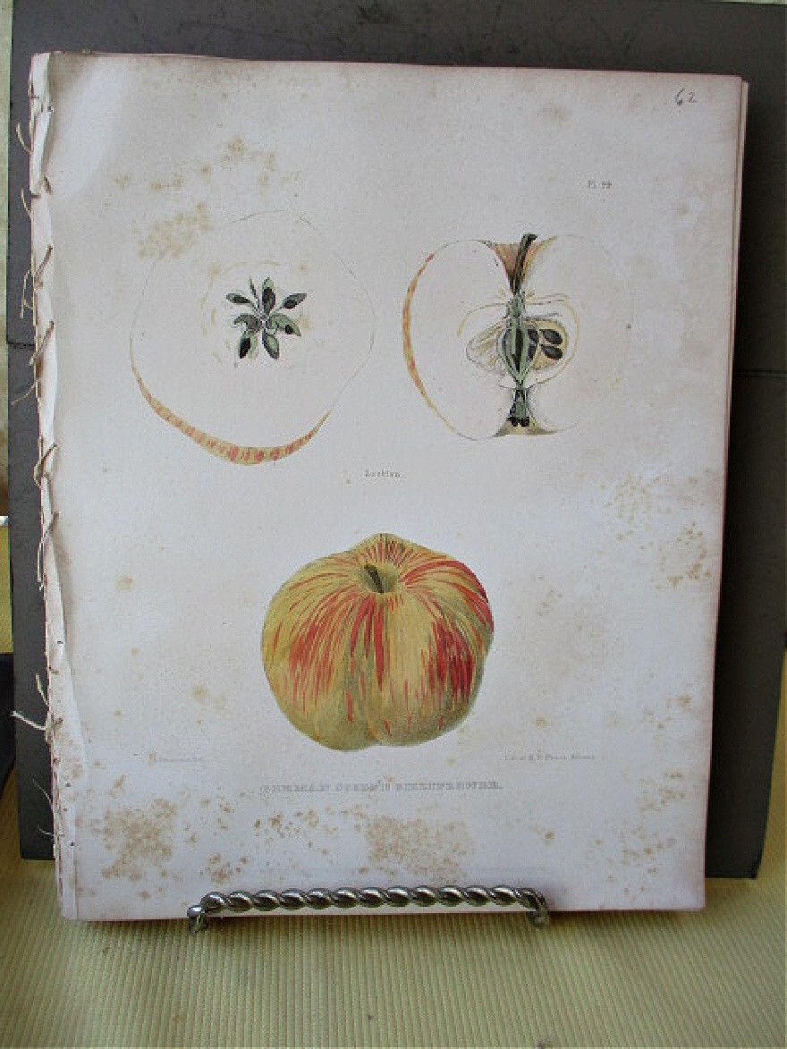 VINTAGE PRINT, APPLE; GERMAN SCOLP'D GILLIFLOWER, AGRIC. of NY, EMMONS ...