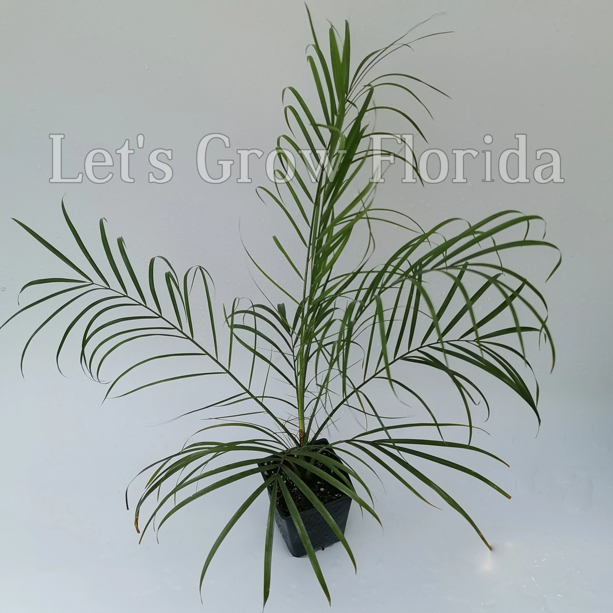 Indoor Spindle Palm