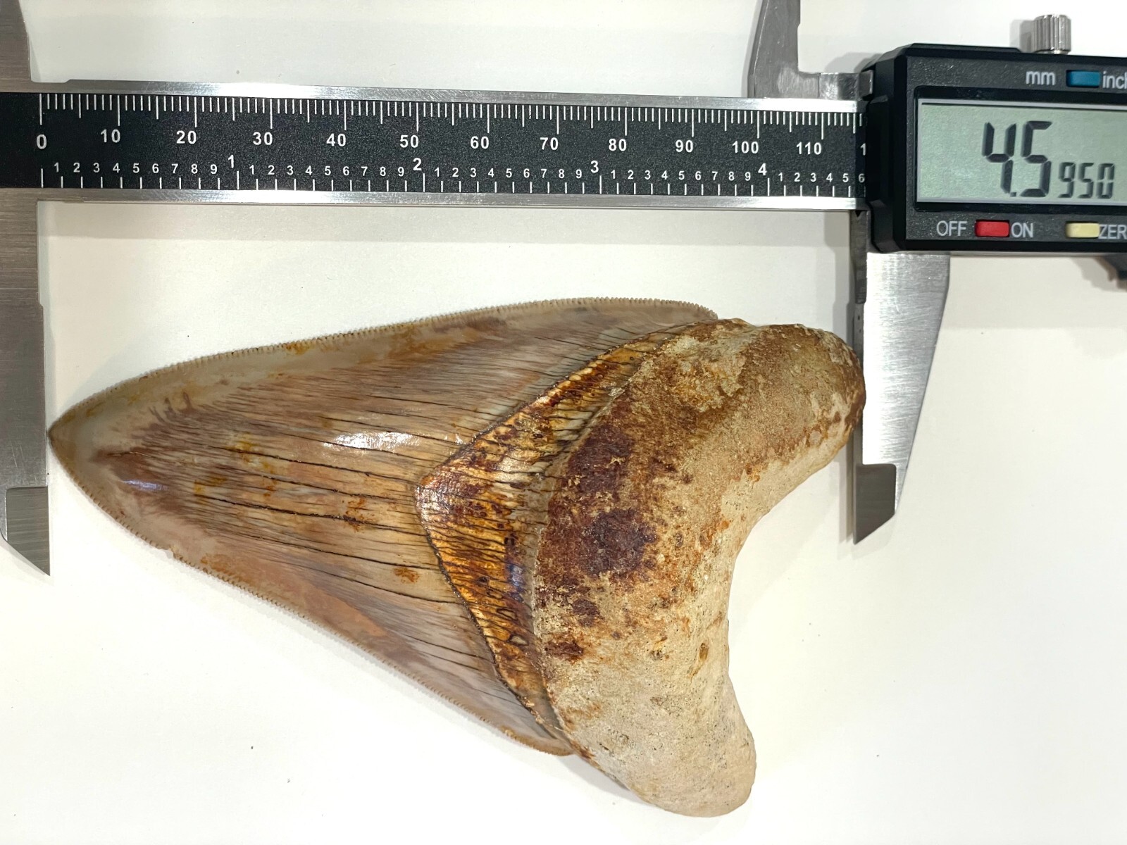 4.59 Colorful Dagger Megalodon Shark Tooth - Indonesia - Natural | eBay