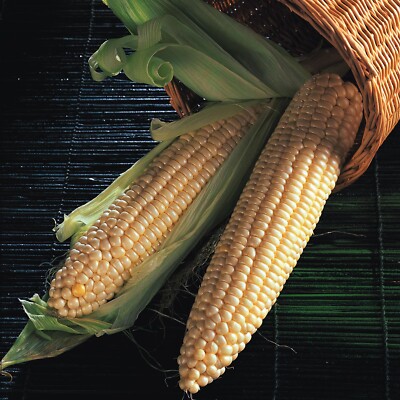 Sweet Corn - Northern Extra Sweet F1 - 30 Seeds | eBay